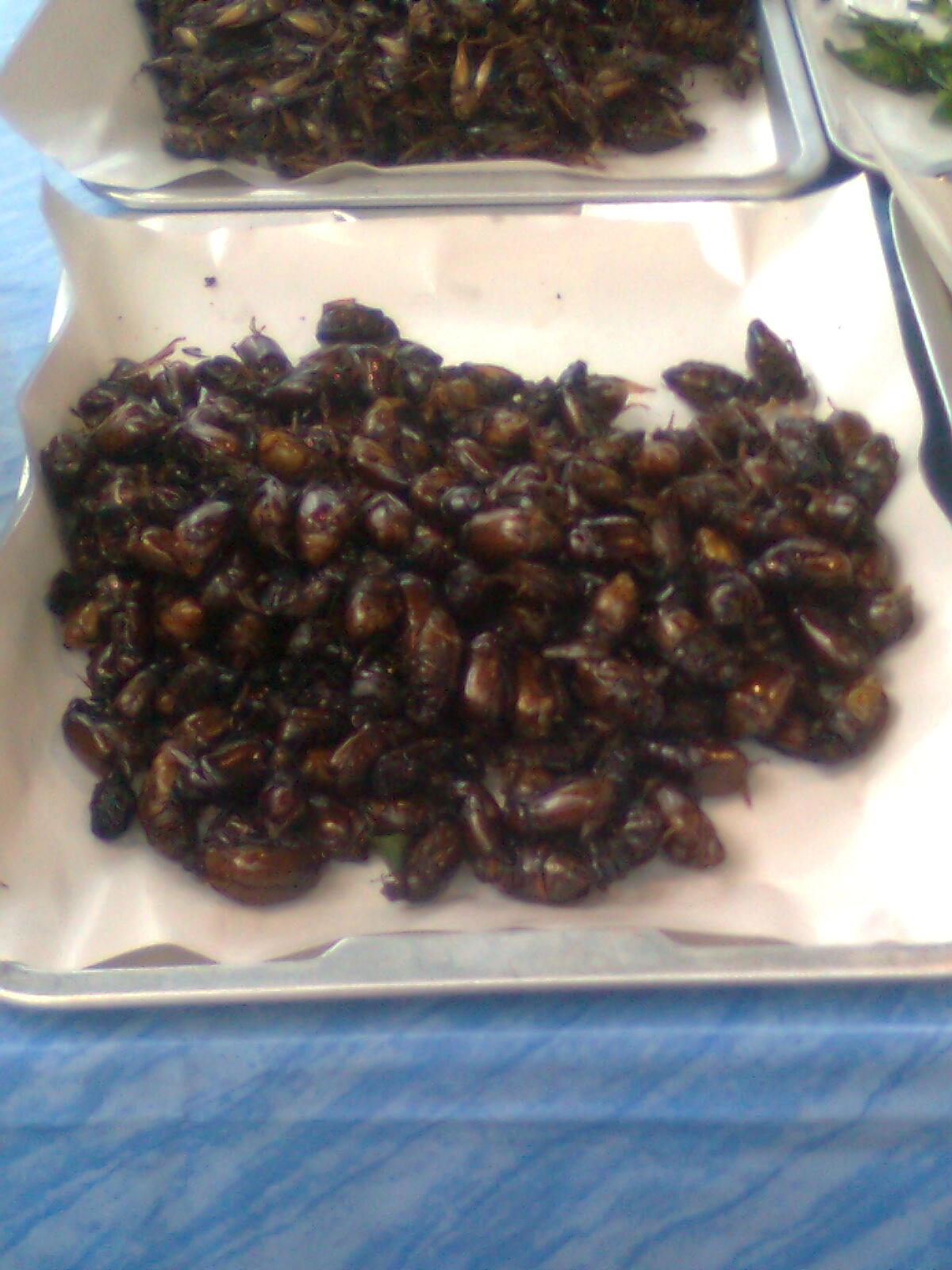 Thailand place to visit: Delicious Bugs? | About BTS Bangkok Thailand ...