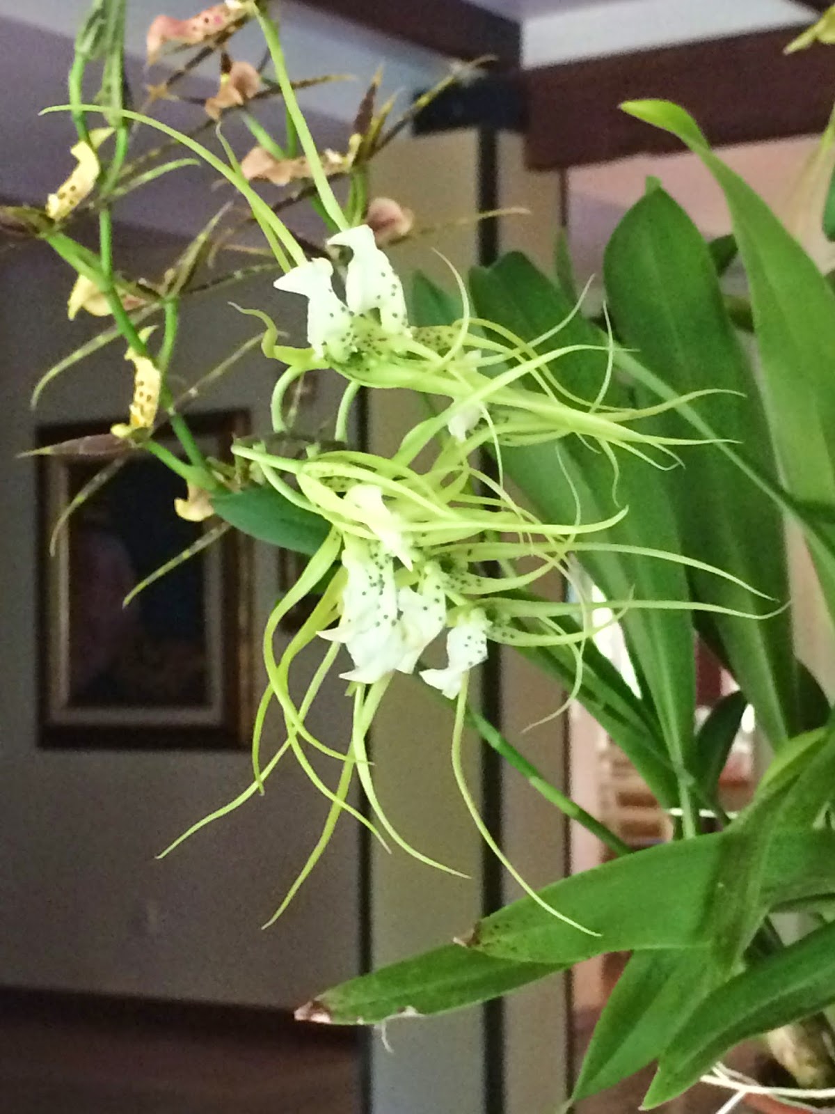Orquídeas da Pachamama: Brassia Rex Sakata