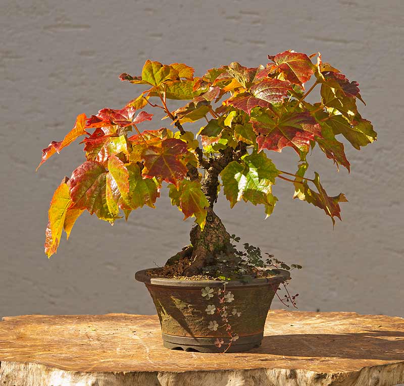 Walter Pall Bonsai Adventures: More fall colors