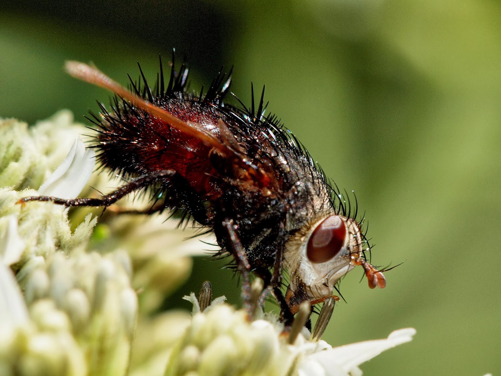 Red's Good Vs. Evil Cow Barn: Return of White-Face Pig-Nose Fly