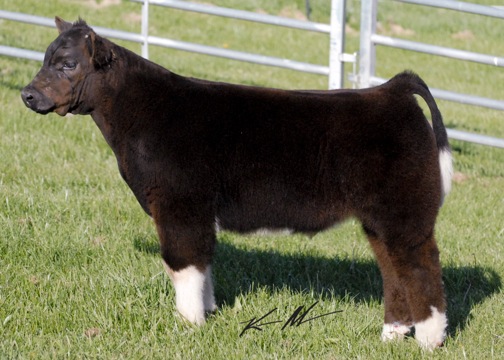 Lautner Farms: Bojo Bull Calf - Nathan Bubba Vogel