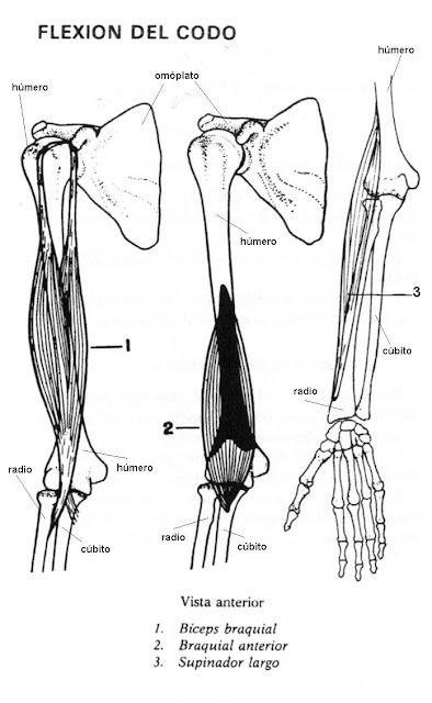 A MOVERSE !!: FLEXIÓN DEL CODO