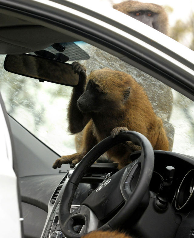 Funny Cool Pictures: How Hyundai Automakers Test Their Cars