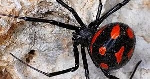 Associazione Eroi nel Quotidiano - Cesate.: PRIMO SOCCORSO - MORSI DI RAGNO