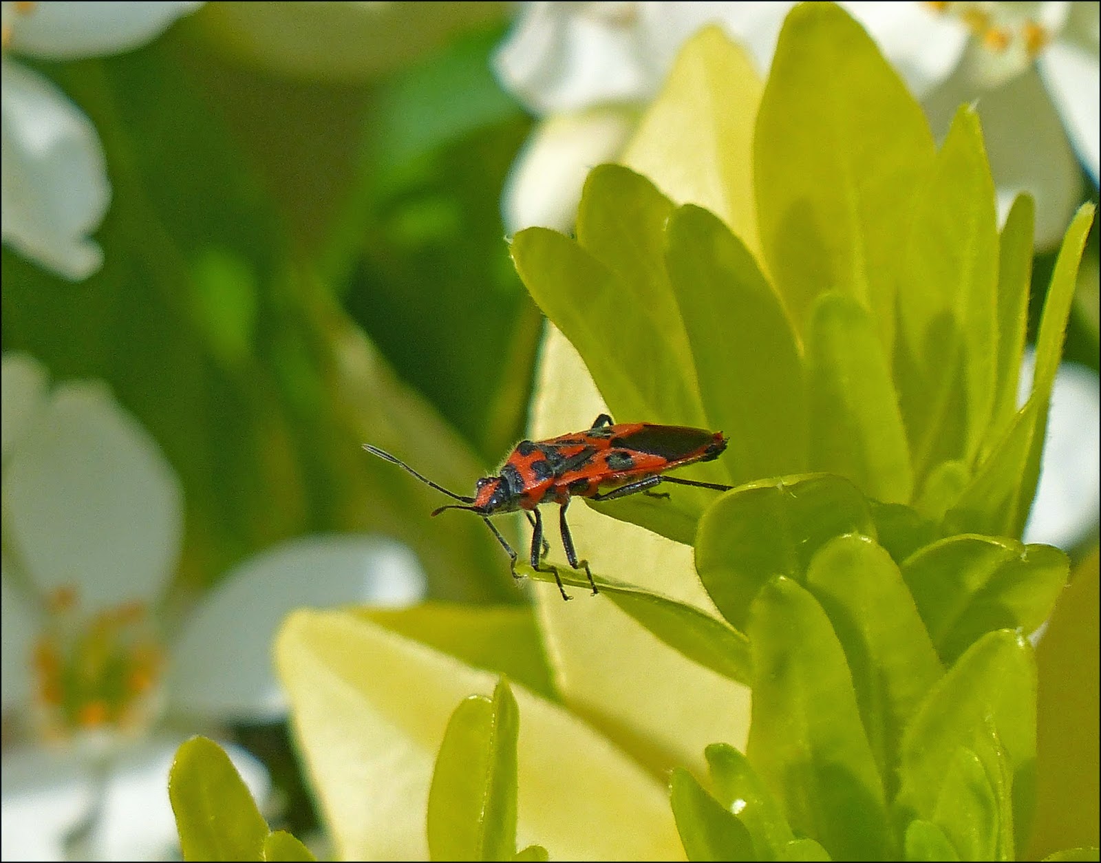 Wild and Wonderful: A Flash of Red Insects (Fire Bug, Ruby-tailed Wasp ...)