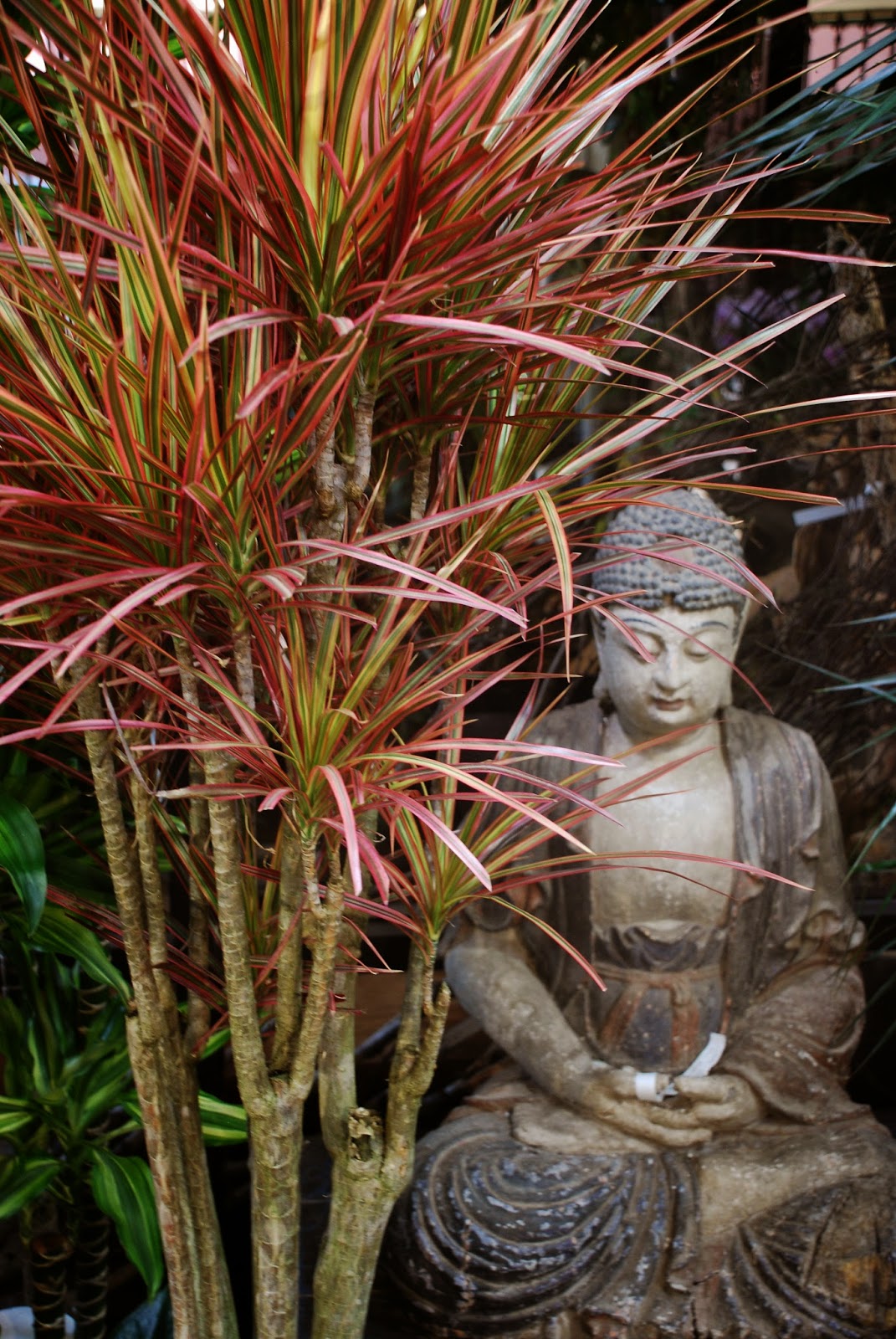 Exotic Plants: Dracaena Facts