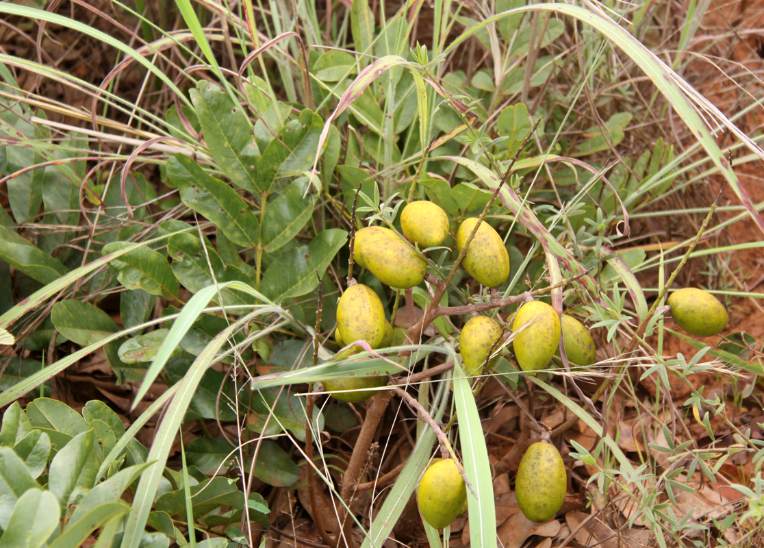 Fabaceae - Leguminosae no Brasil: Fabaceae - Andira humilis Mart. ex ...