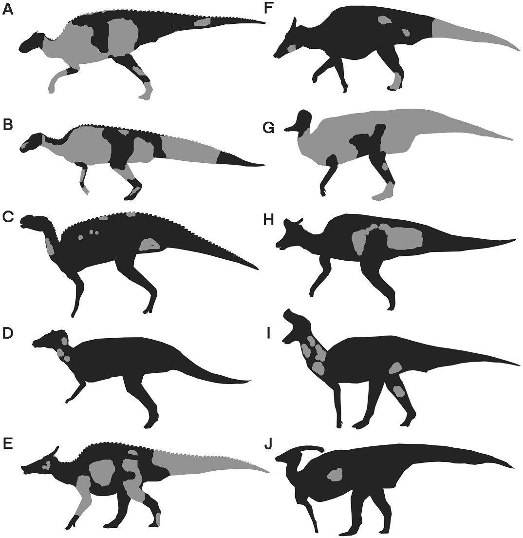Wikipedia:WikiProject Dinosaurs/Image review/Archive 4 - Wikipedia