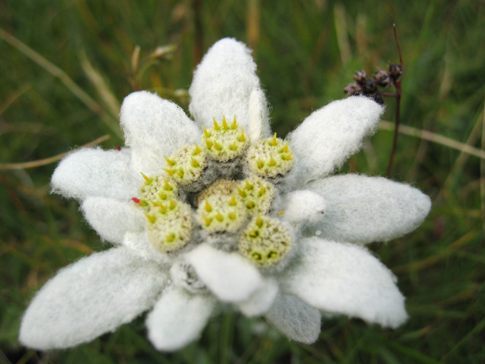 Edelweiss Flowers