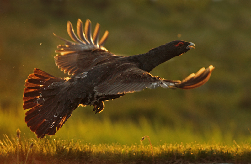 NOF Hitra-Frøya lokallag: Hormonsjuk tiur på Hitra