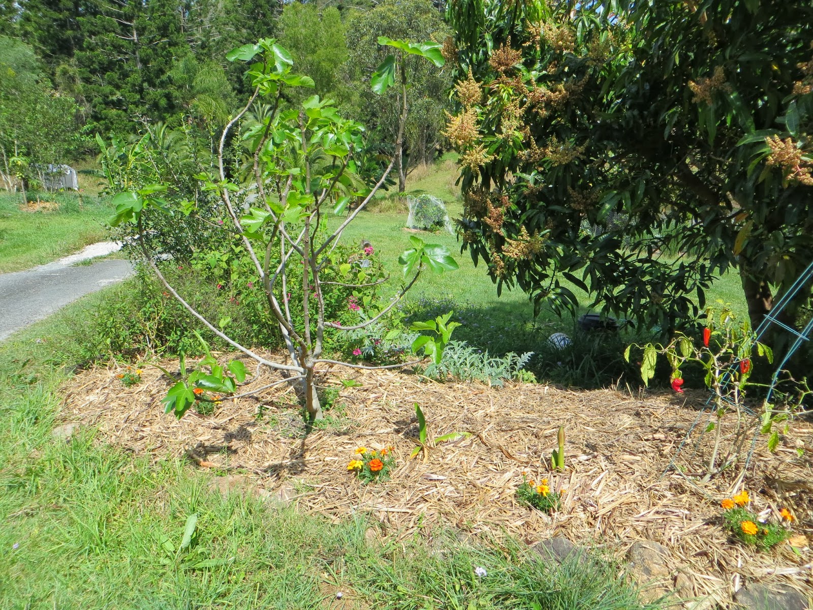 Barefoot Bounty: Slow growing trees