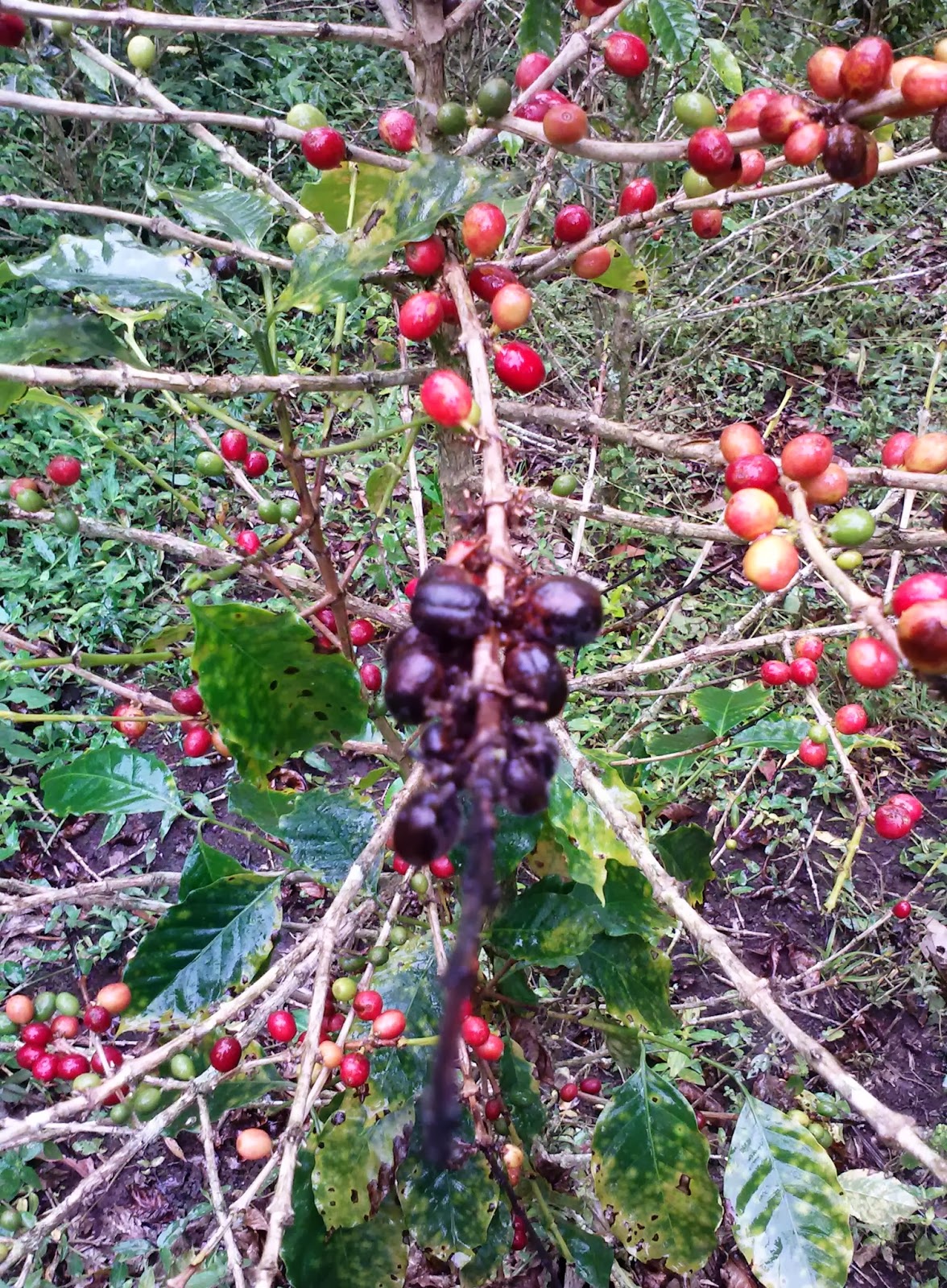 Unión MicroFinanza: In coffee leaf rust experiment, a surprise discovery