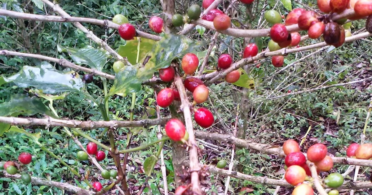 Unión MicroFinanza: In coffee leaf rust experiment, a surprise discovery