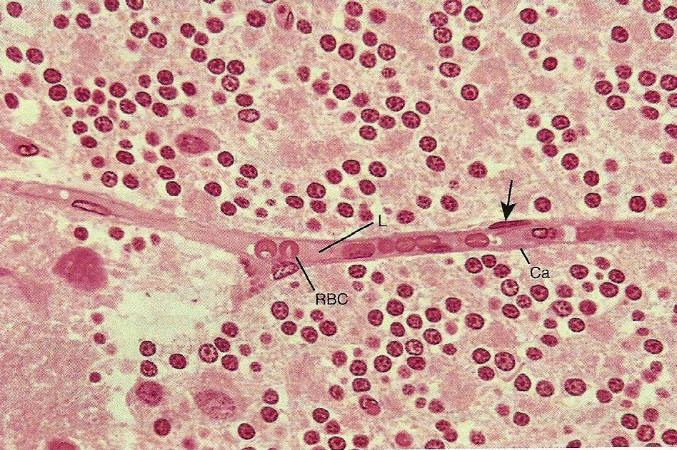 Histologia: Sistema Circulatório