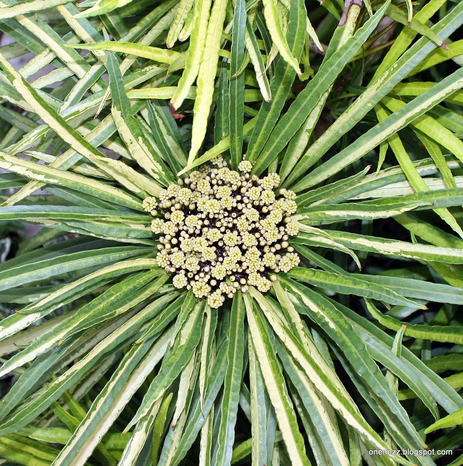 Tropical Nature Photos: Yellow Aralia in the Limelight