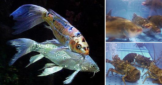 Here comes winter - and the steamy fish ~ Jaho Jalal