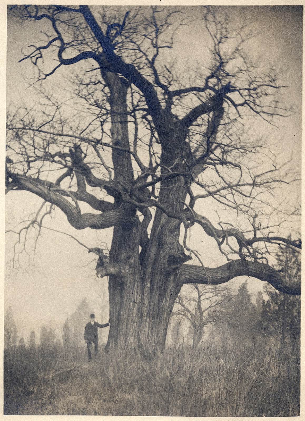 Historic Pelham: The 600-Year Old "Lord Howe Chestnut" Tree that Once ...