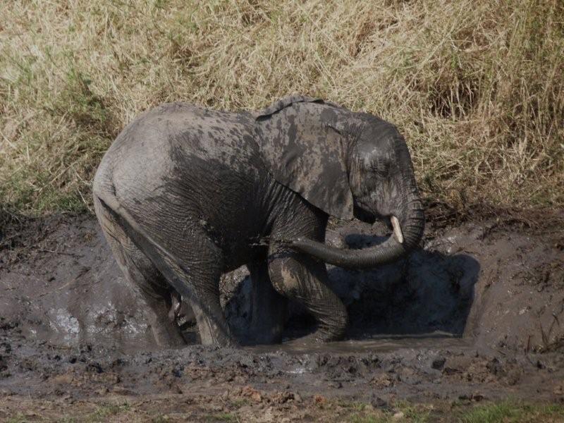 Safari Ecology: The roles of elephants...