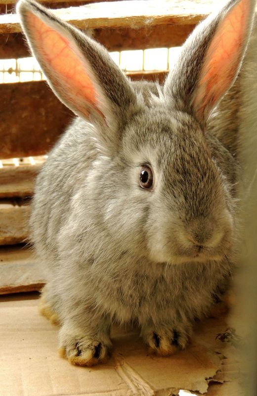 Faszination Geier: Karnickel als Kondorfutter