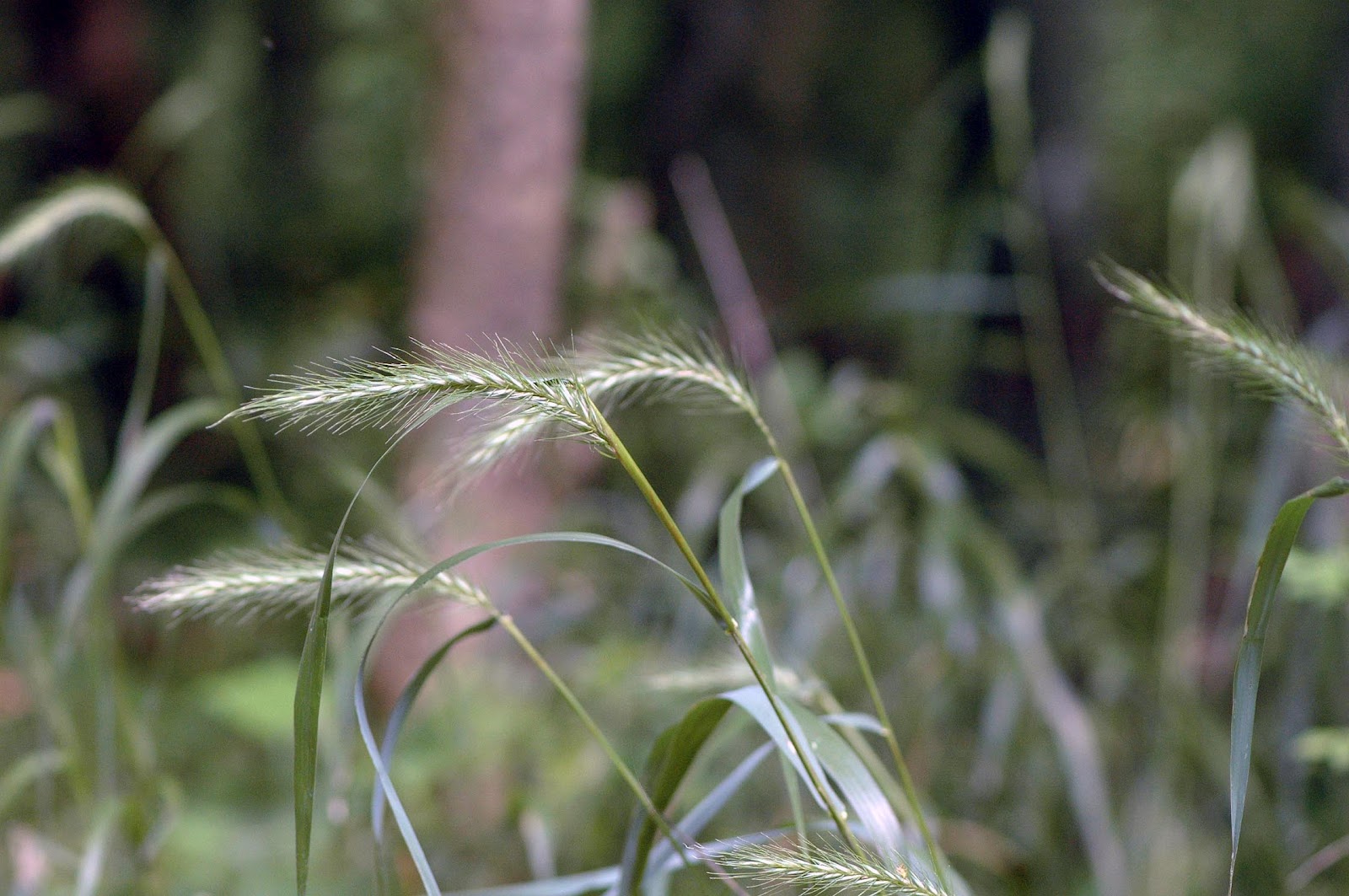 Field Biology in Southeastern Ohio: Grasses Part 2
