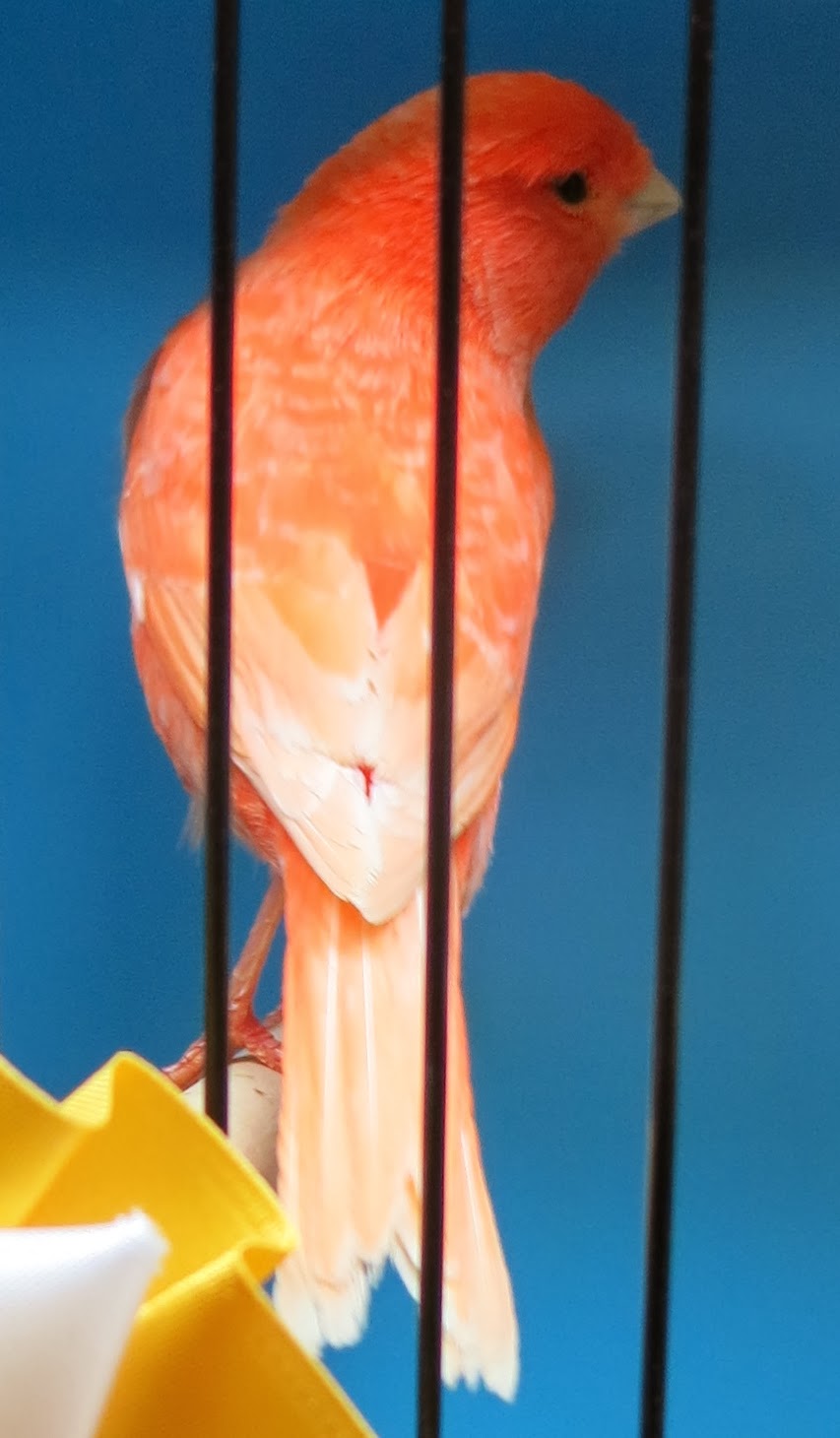 Canary Tales: 2013 Lone Star Lipochrome Winners