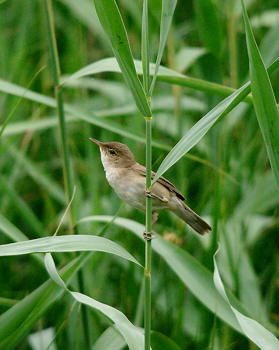 DavesBirdingDiary: European Reed Warbler ( Acrocephalus scirpaceus ...