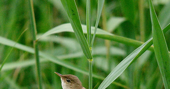 DavesBirdingDiary: European Reed Warbler ( Acrocephalus scirpaceus ...