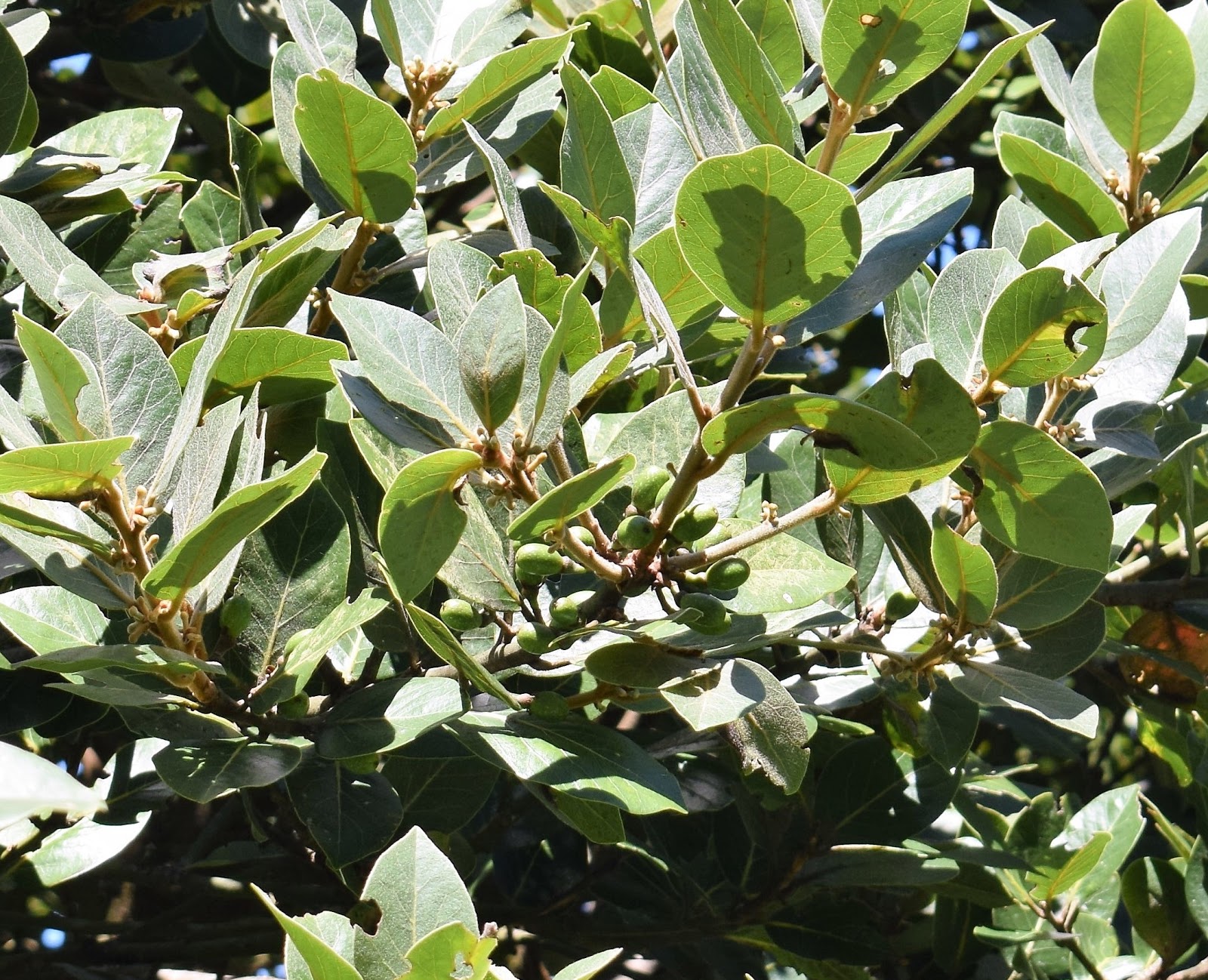Plantas: Beleza e Diversidade: Endémicas dos Açores #21: Louro (Laurus ...