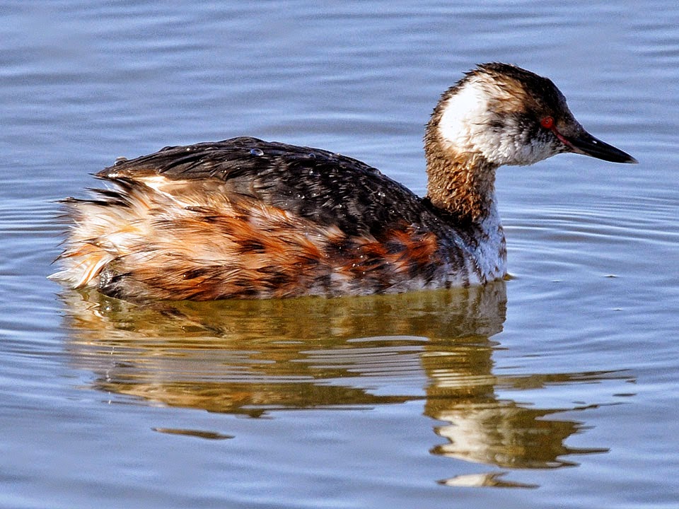 HOODED GREBE photos - wallpapers | the fun bank