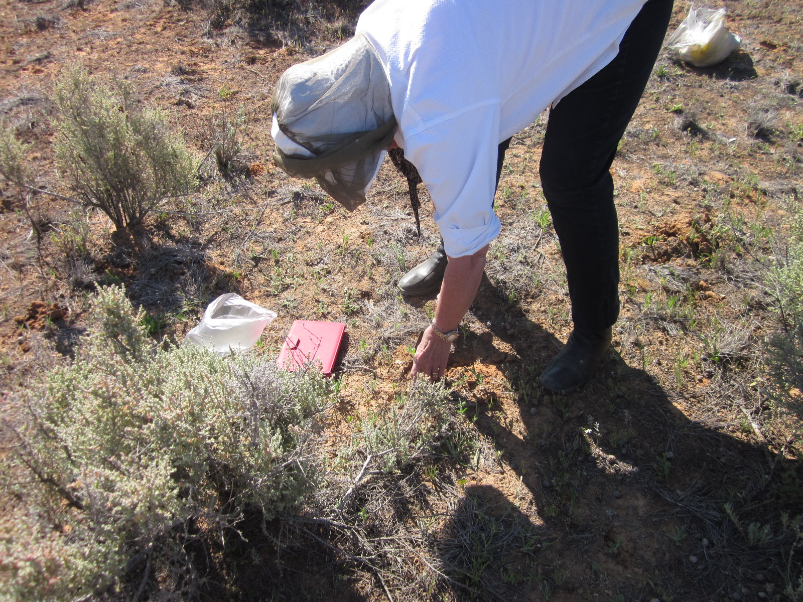 Beckler's Botanical Bounty