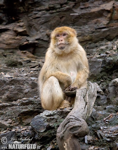 Mamíferos do Mundo: Abril 2012