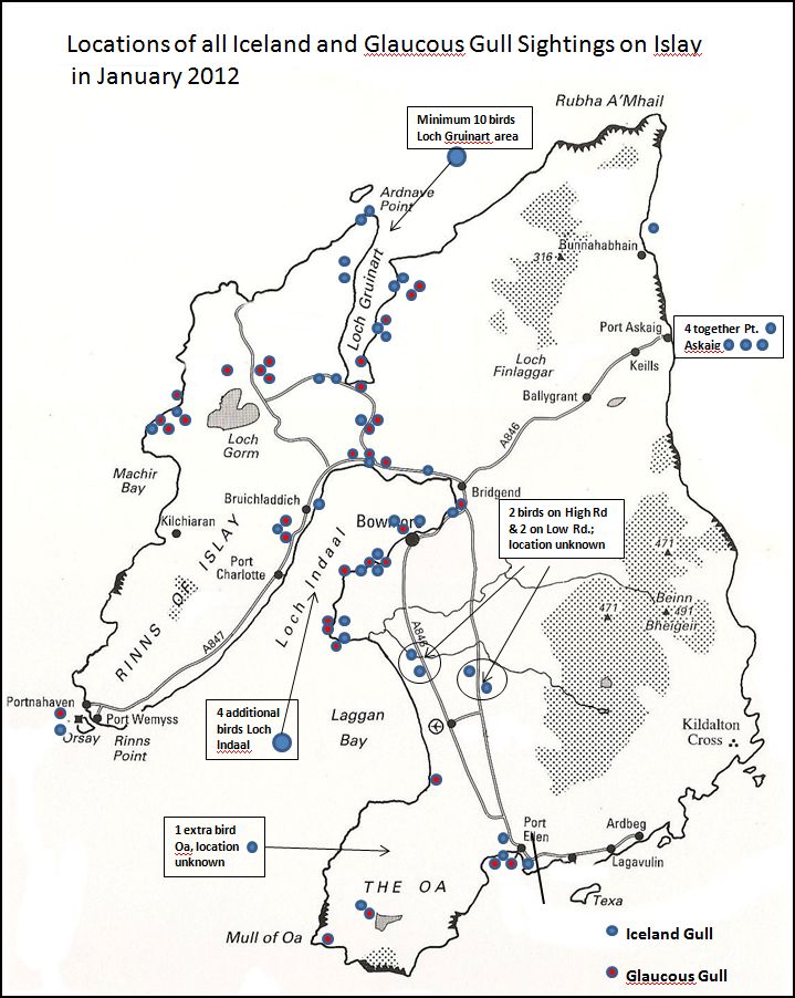 Islay Natural History Trust: Iceland and Glaucous Gull sightings on ...