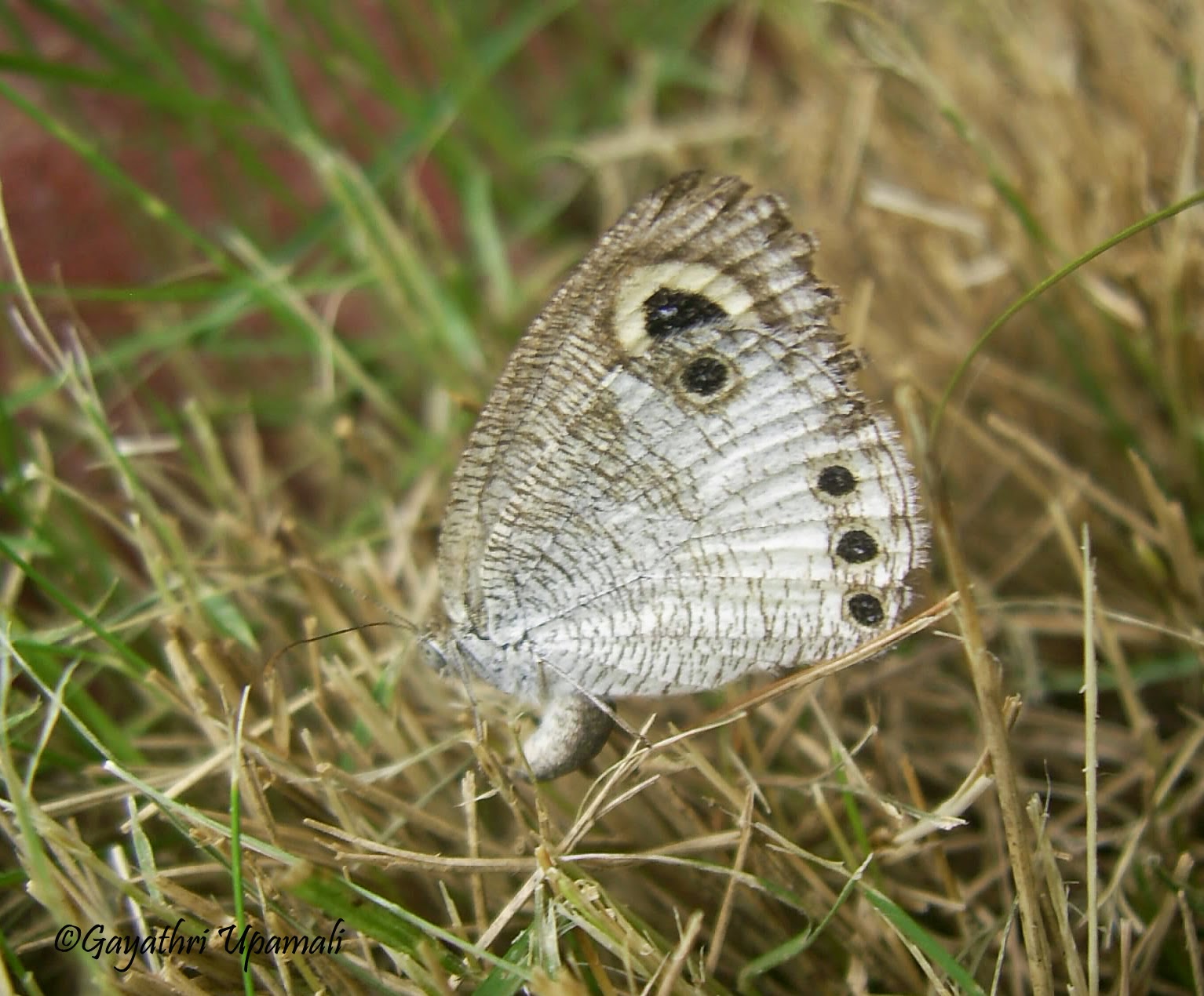 Chasing The Dreams: White Four-ring (Ypthima Ceylonica)