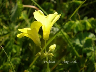 Plantas e Flores do Areal: Oxalis pes-caprae