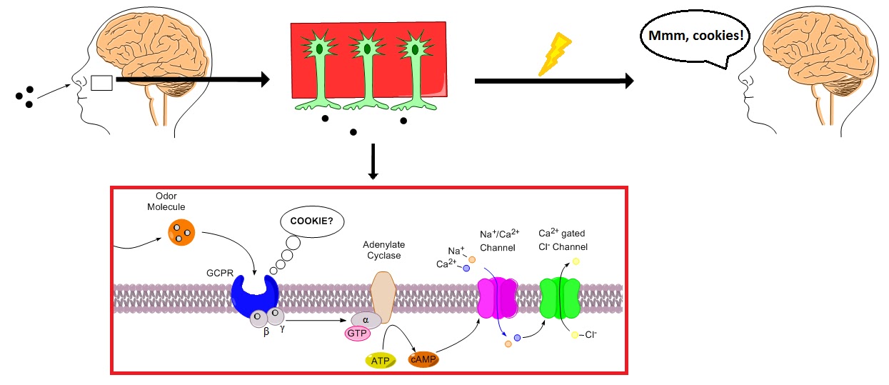 ChemFAQs: The Science of Smell