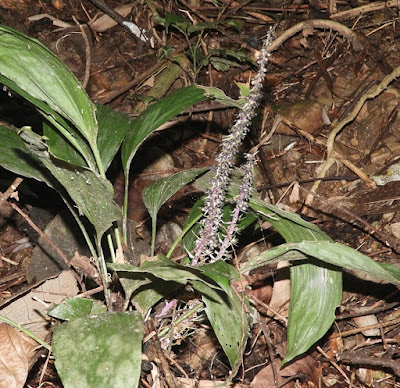 Species New to Science: [Botany • 2020] Peliosanthes ligniradicis ...