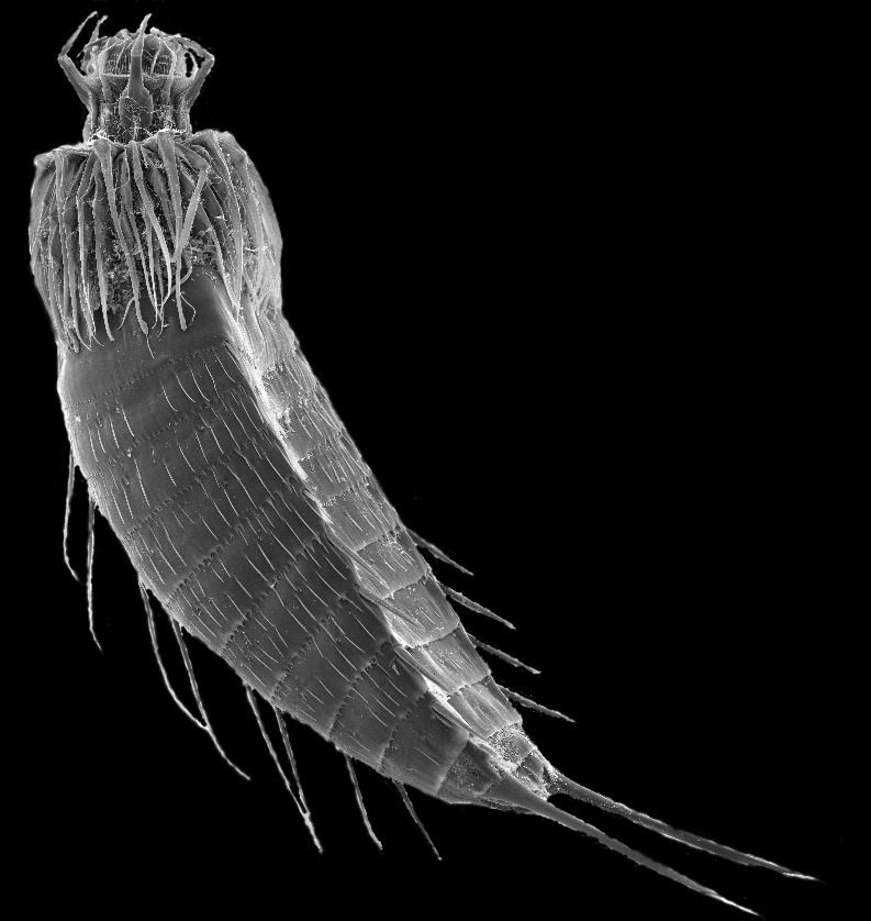 Real Monstrosities: Mud Dragon