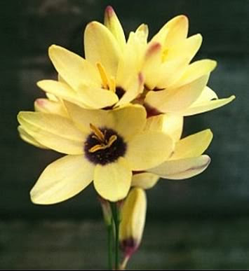 FLOWERS ENCYCLOPAEDIA: Ixia flower
