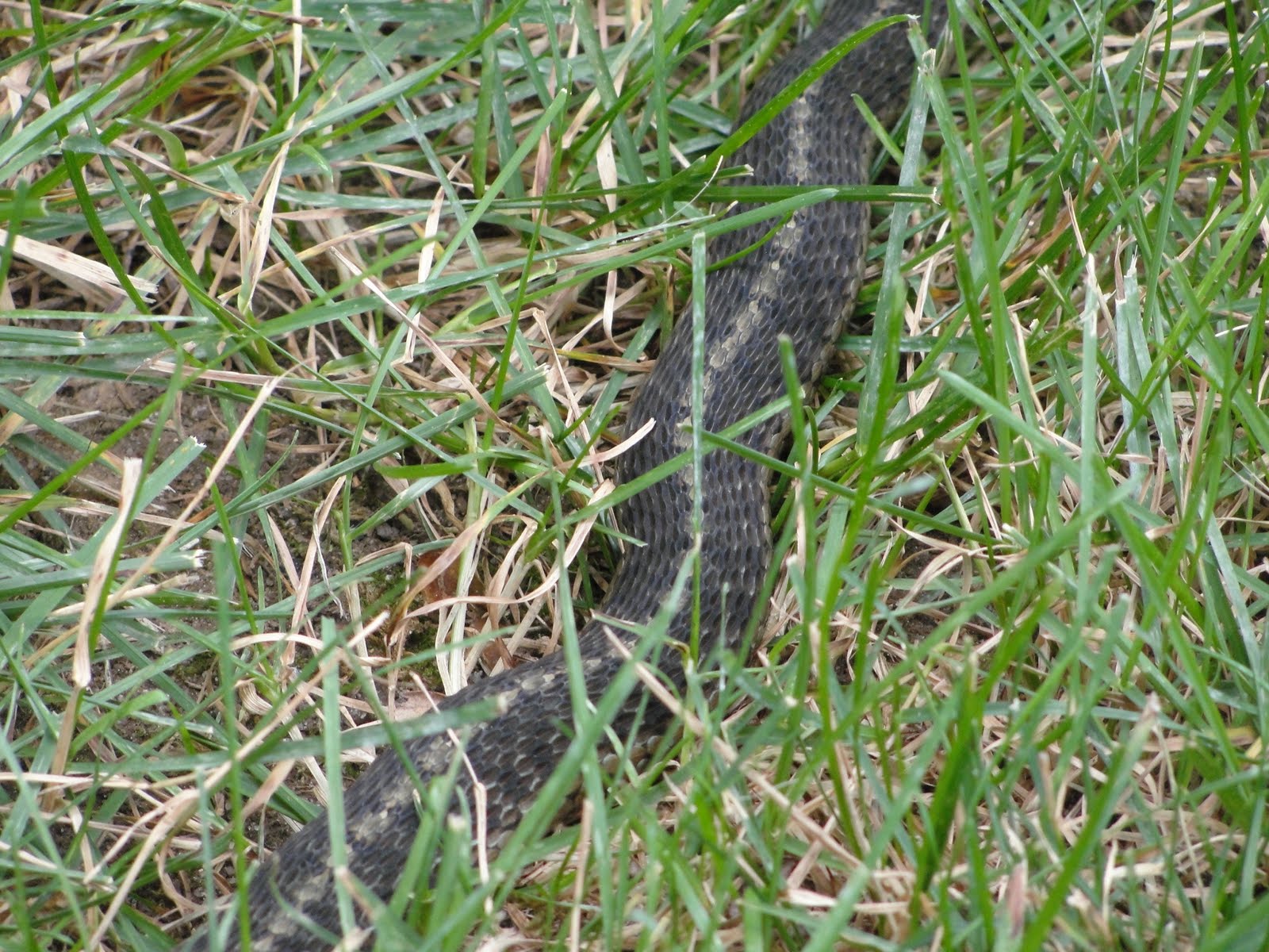 garter snakes | Mary Richmond's Cape Cod Art and Nature