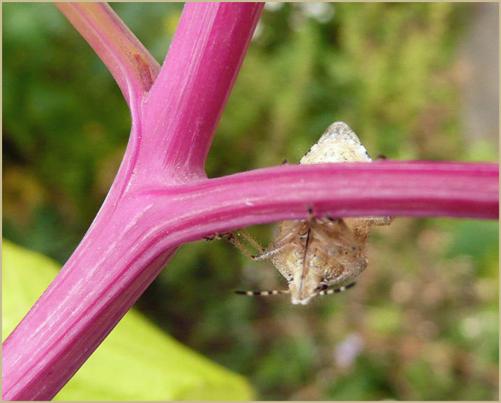 ...COQUELICOTS, COQUILLAGES...et BELLES PAGES !: Punaises et faucheux ...