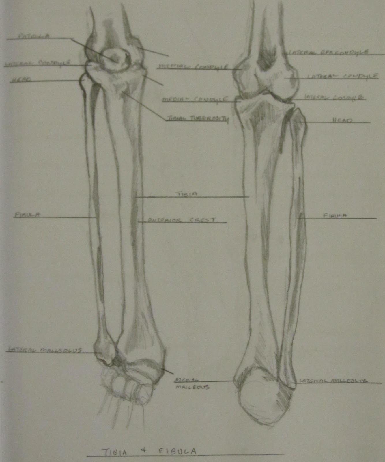 Art School Confidential: Summer Quarter 2012: Drawing & Anatomy: Bone ...