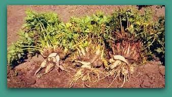 ANPP Animales y Plantas de Perú: Arracacha o Racacha - Arracacia ...