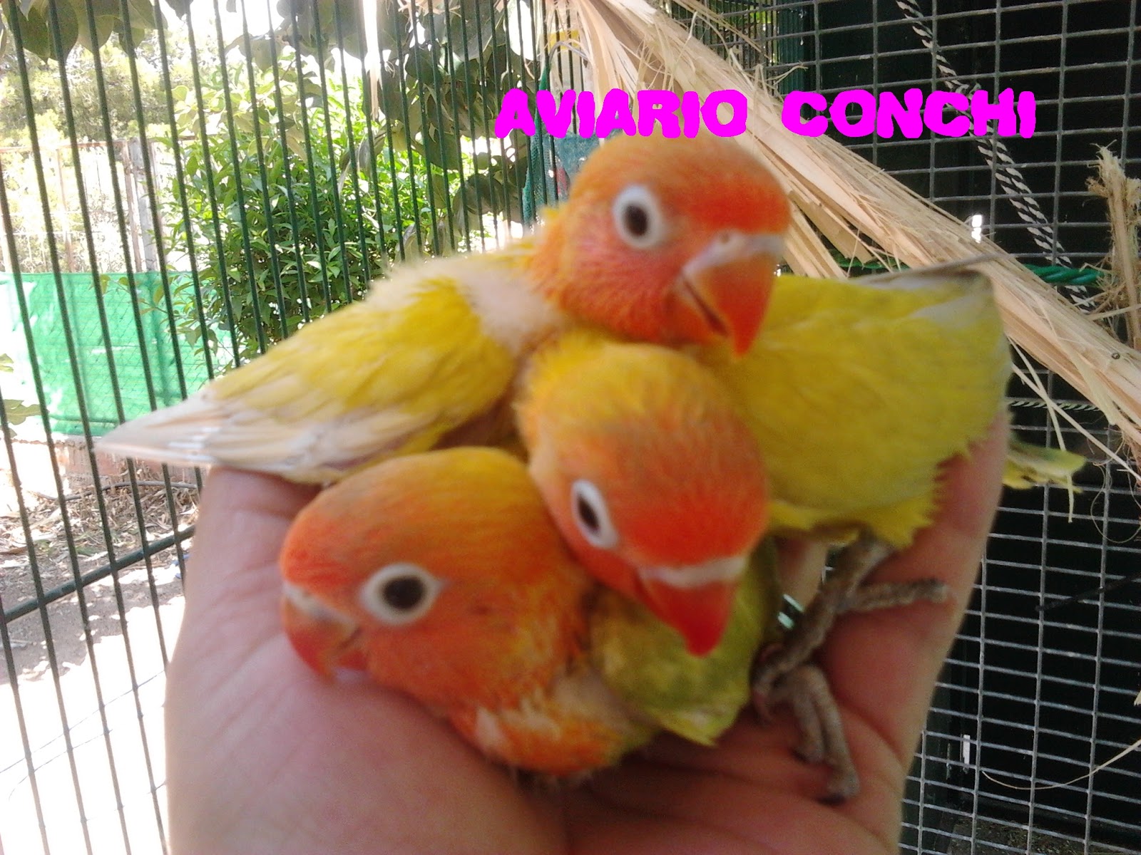 Aviario de conchi: Agapornis papilleros