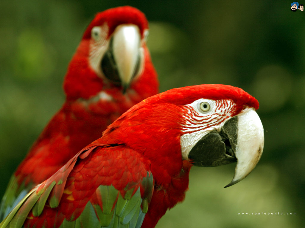 beautiful wallpaper: Parrot Bird Wallpaper