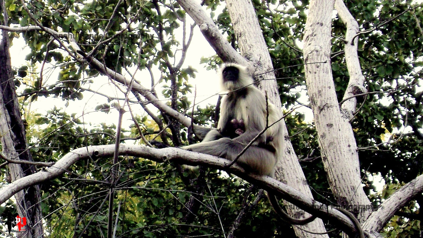 BANJARA - The Wanderer: July 2013