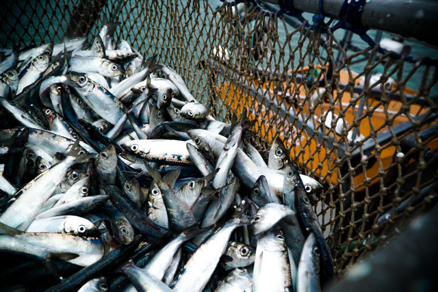 Through the Gaps! - Newlyn Fishing News: Saturday scenes Cornwall UK ...
