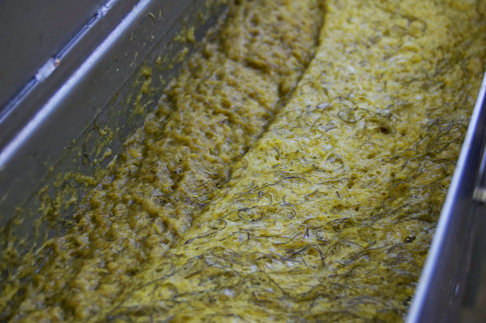 Draw what you see: I'm making spanish moss paper... from moss.