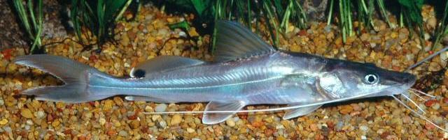 Bangladesh Development Studies: Freshwater Fish of Bangladesh