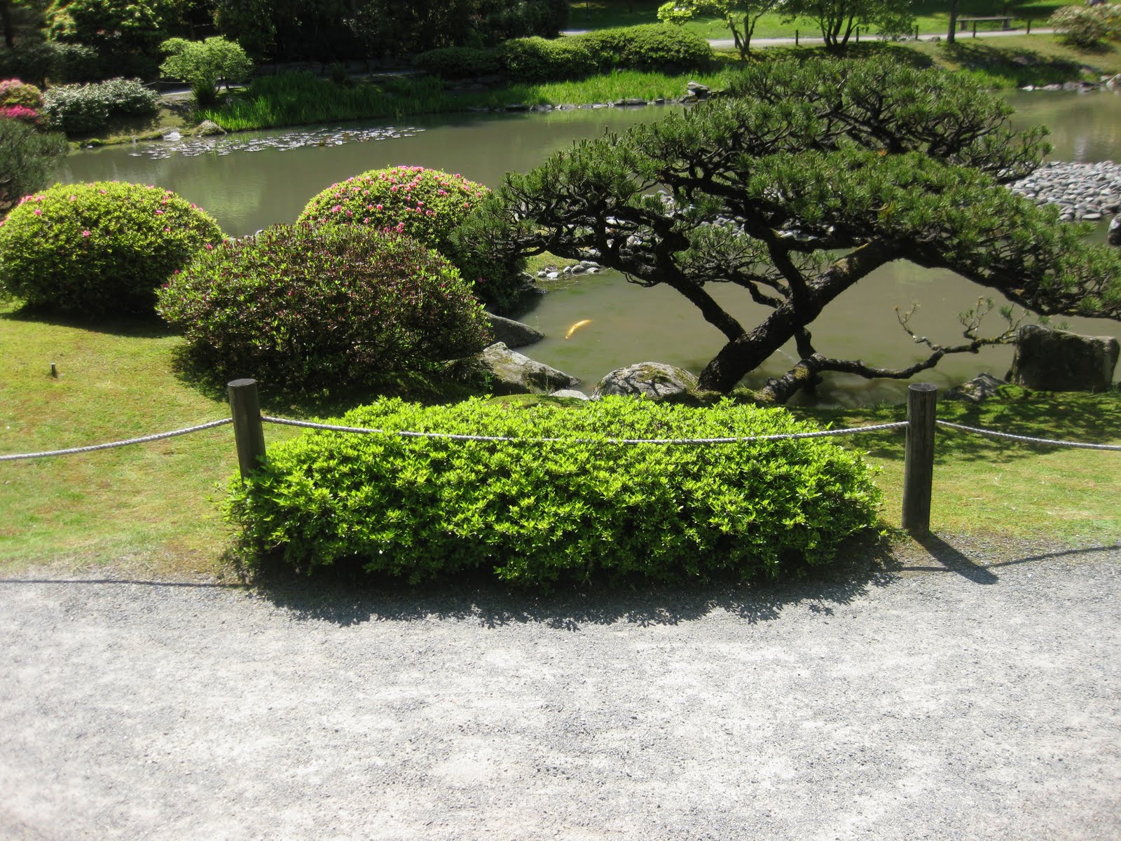 SJG bloom 2011: MAY, p. 4: Cont. on rhodies + 1 viburnum