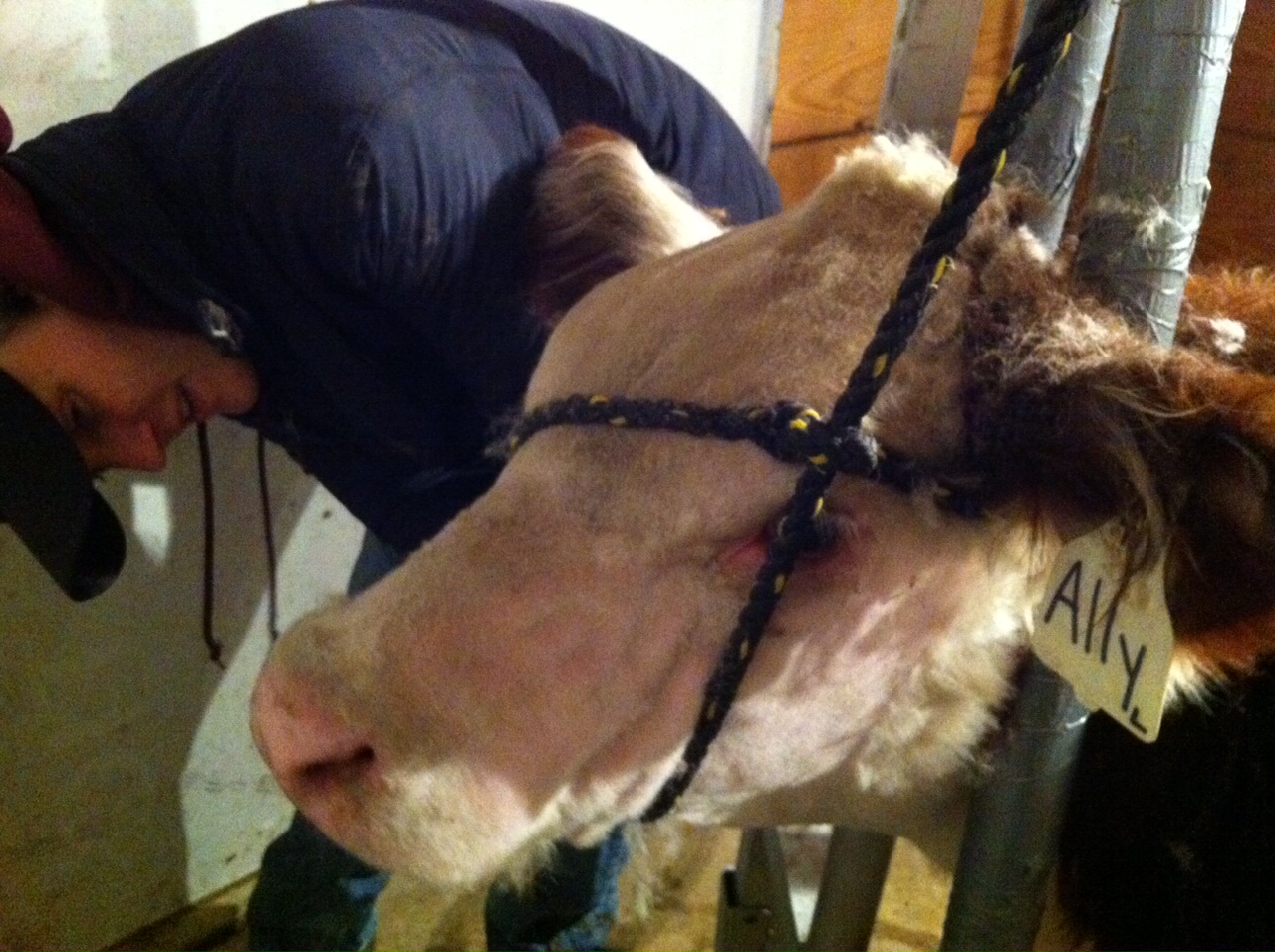 Crystal Cattle: Ally's First Haircut